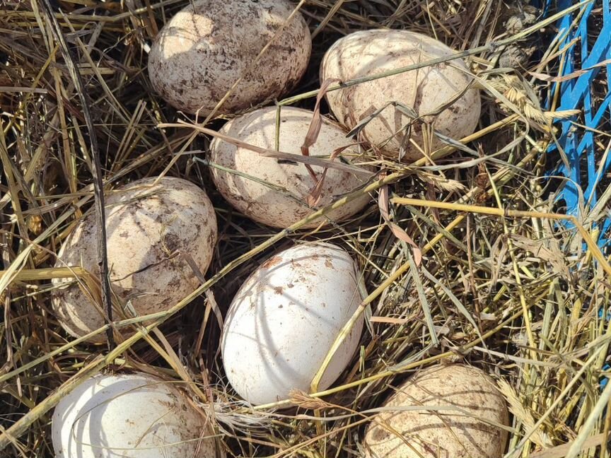 Яйцо гусиное