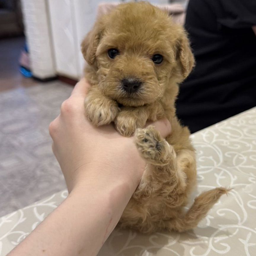 Мальтипу, щенок