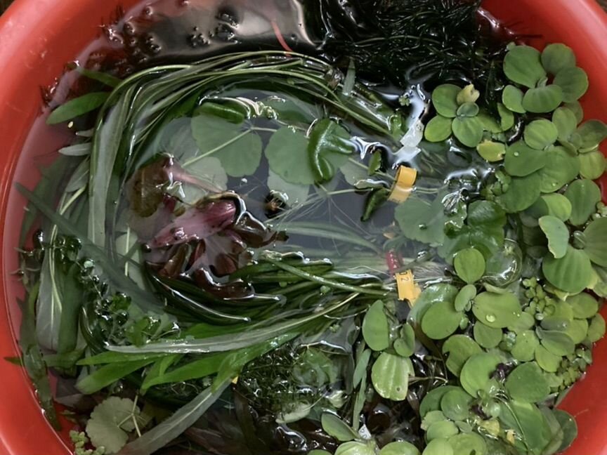 Аквариумные растения