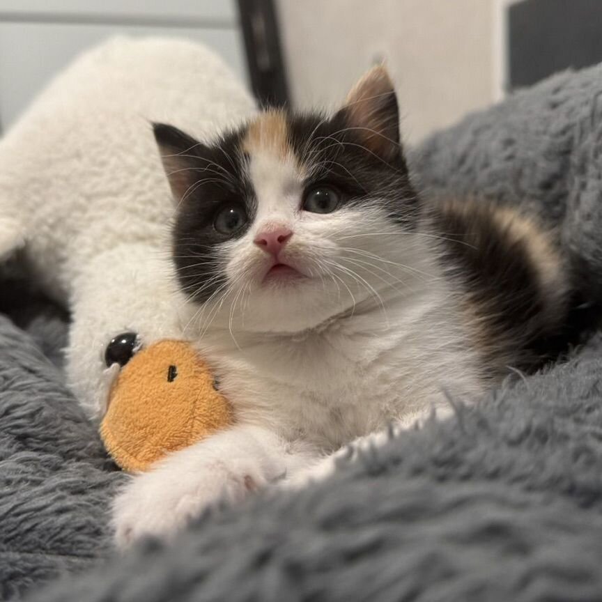 Котенок девочка