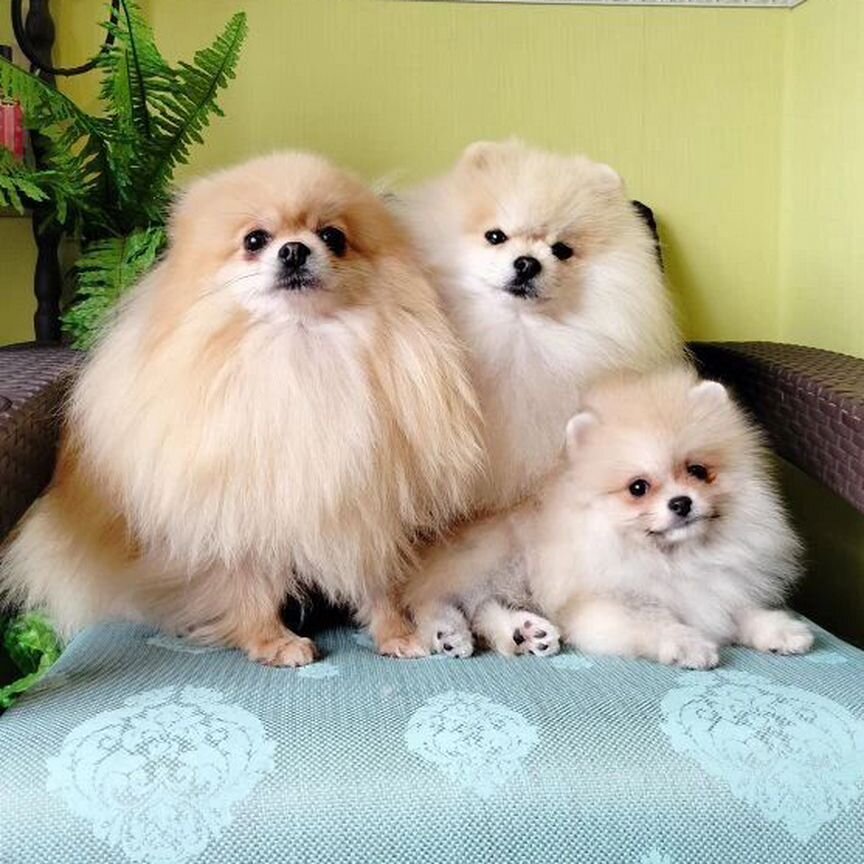 Померанский шпиц, щенок