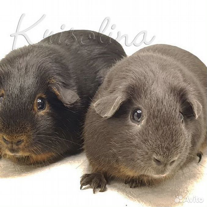 Свинка морская 2 самца