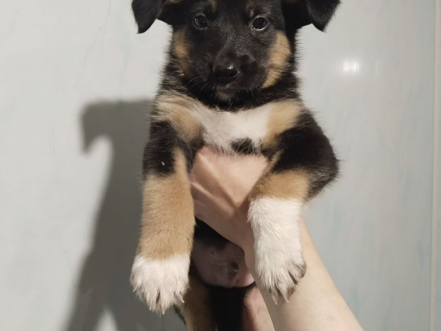 Щенки