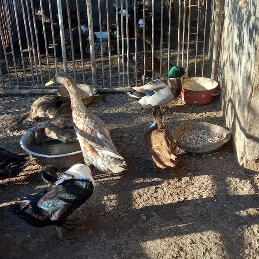 Кряква домашняя, индийский бегун