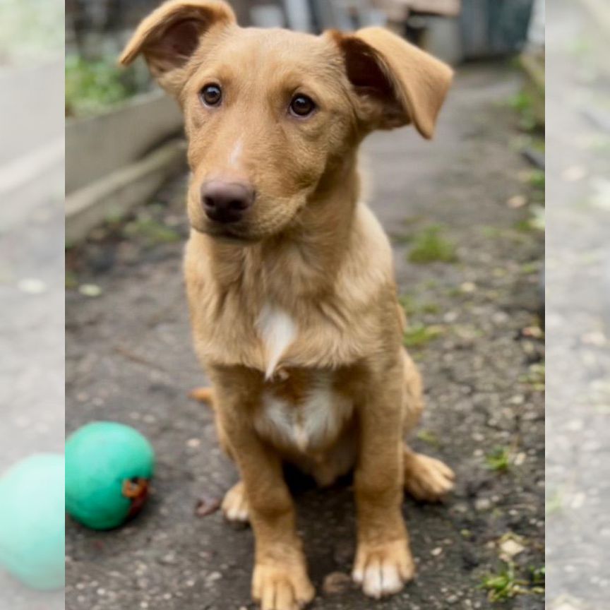 Щенок в добрые руки