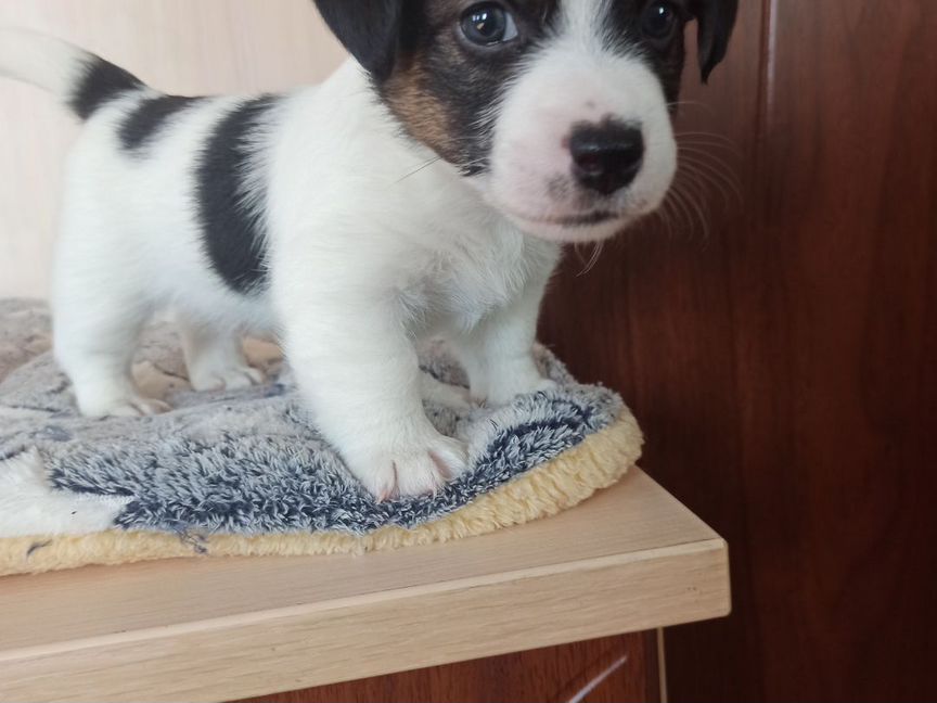 Щенки джек Рассел терьер с документами