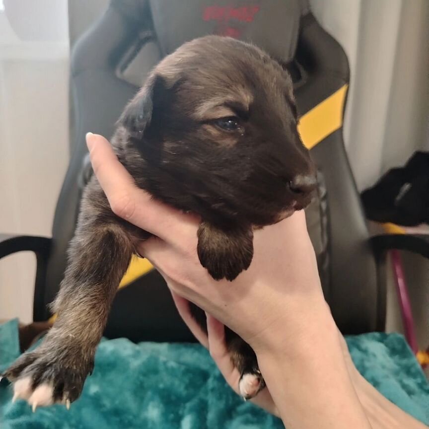 Здоровые щенки от лайки с овчаркой