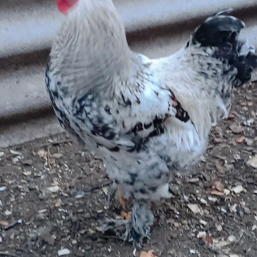 Молодые петушки