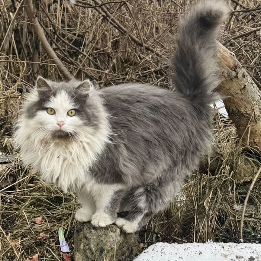 Кошечка в добрые руки