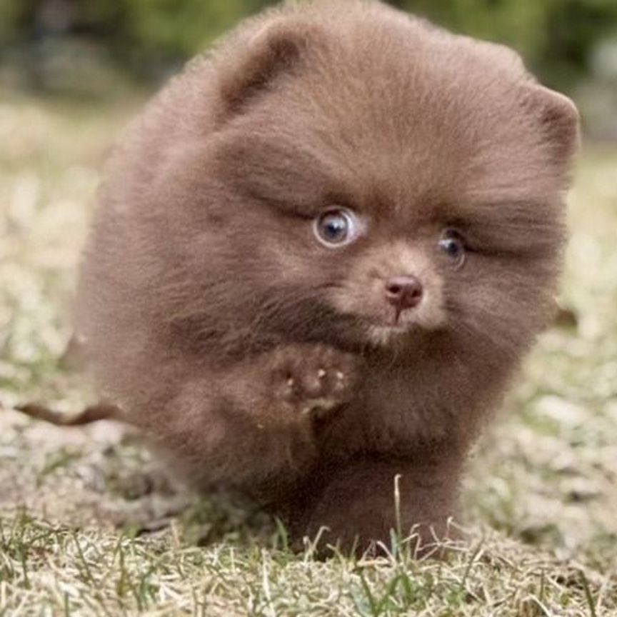Померанский шпиц, щенок