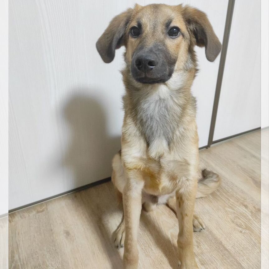 Щенок 5 месяцев мальчик