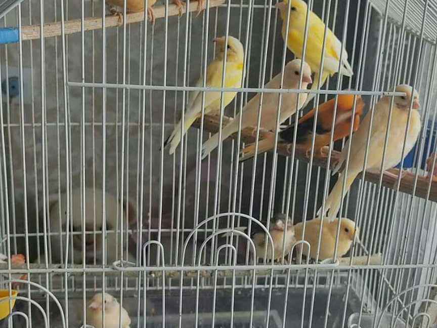 Канарейка