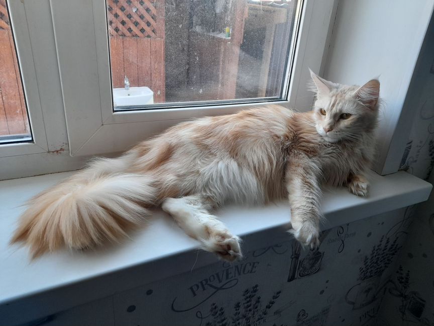 Мейн-кун в добрые руки бесплатно