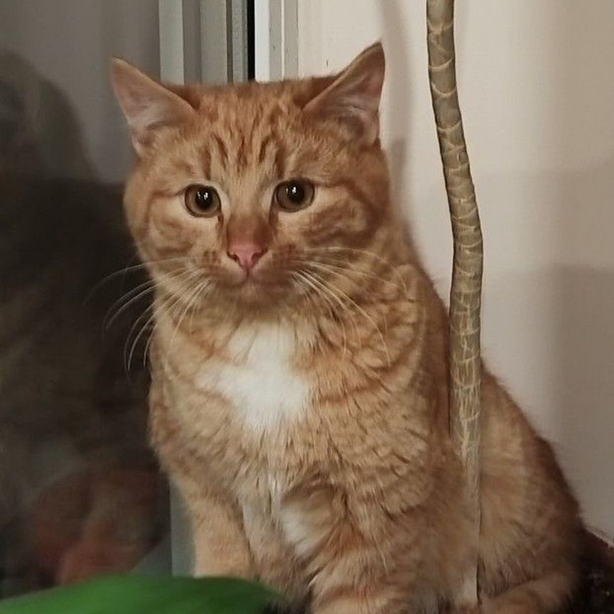 Вывозим с дачи котят