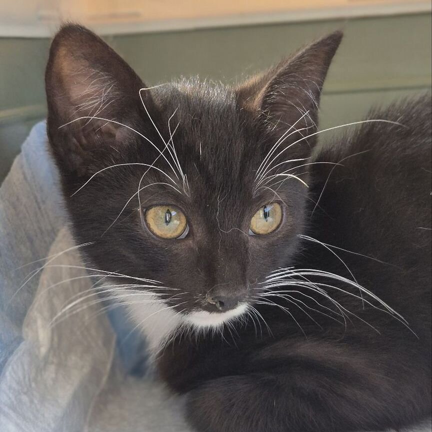 Котенок девочка Одри