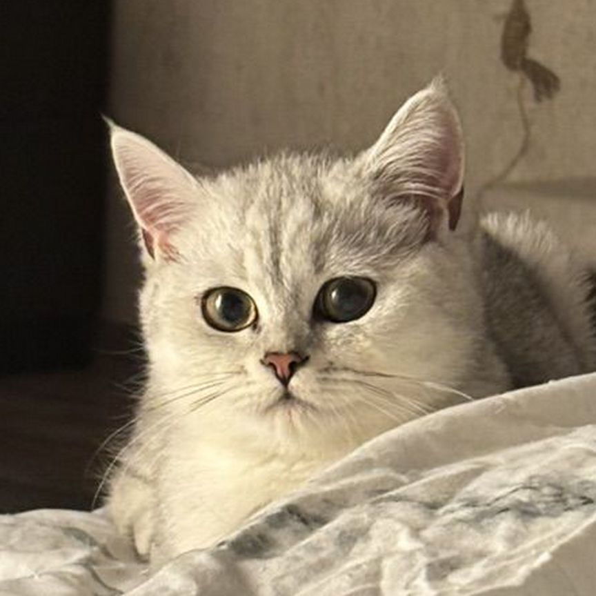 Котенок шотландская прямоухая
