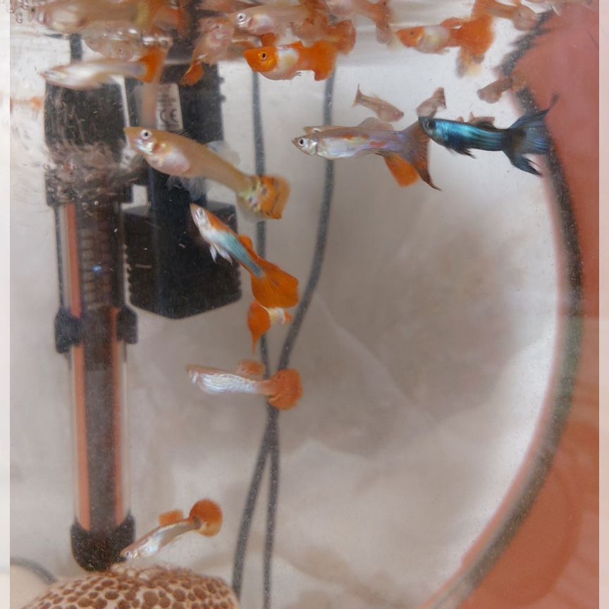 Рыбки гуппи