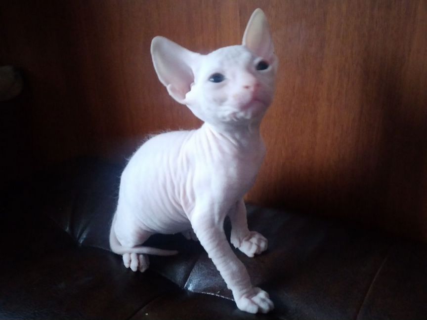 Донской сфинкс котята
