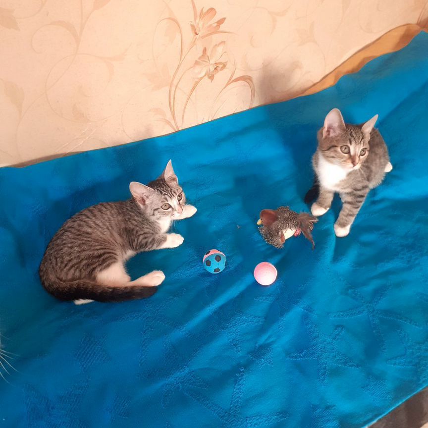 Котята в добрые руки бесплатно
