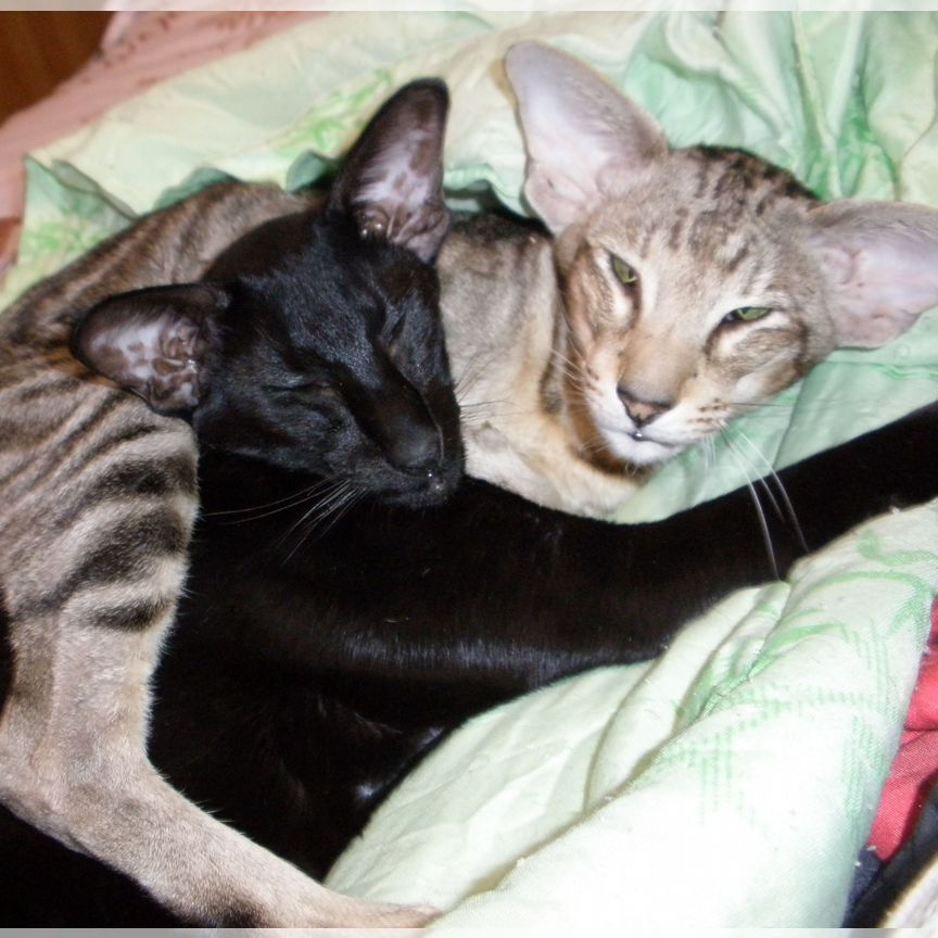 Ориентальная, взрослая кошка