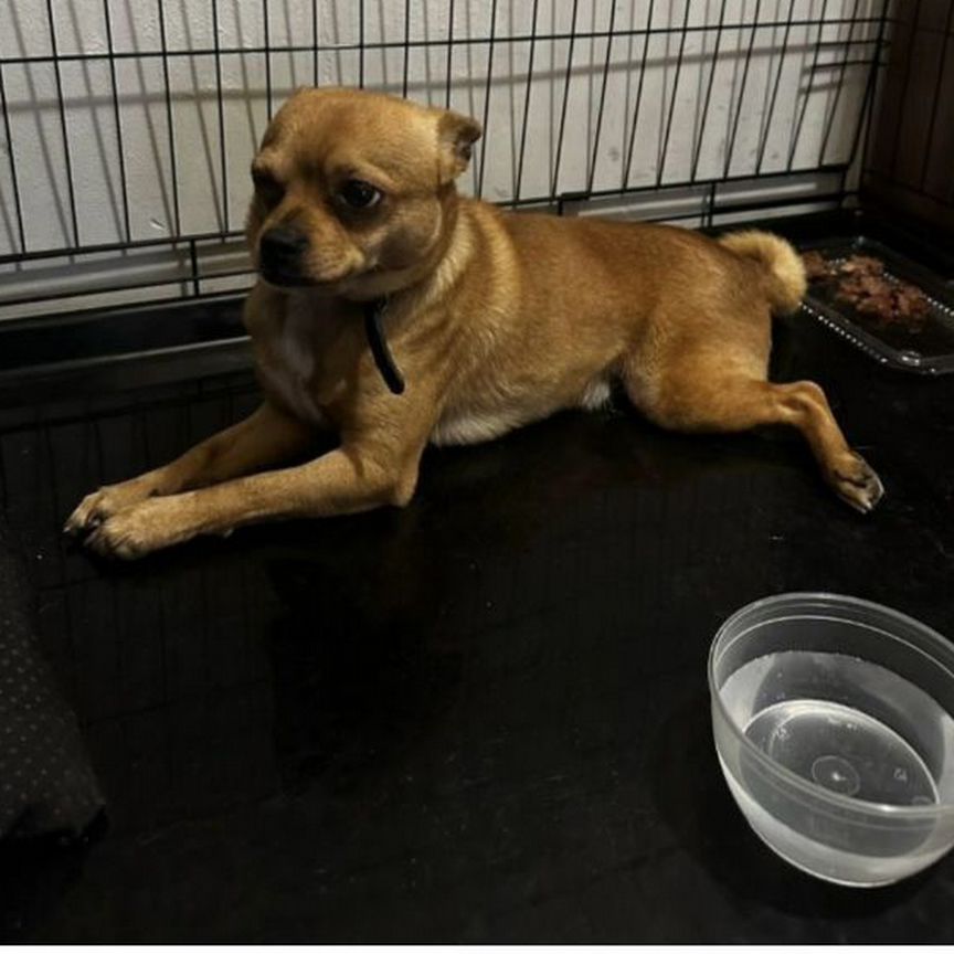 Взрослый пёс в добрые руки