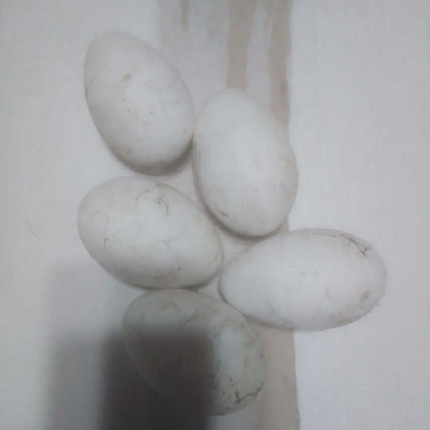 Продам яйцо гусиное