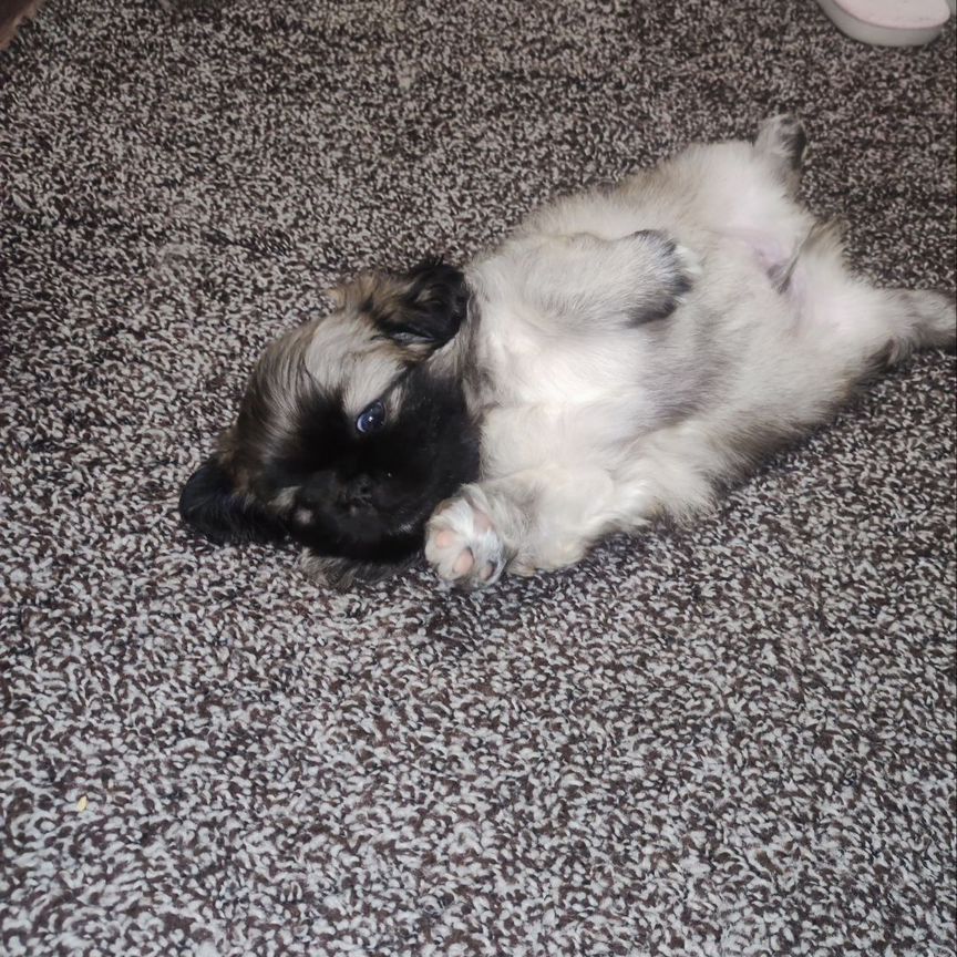 Щенки Пекинеса