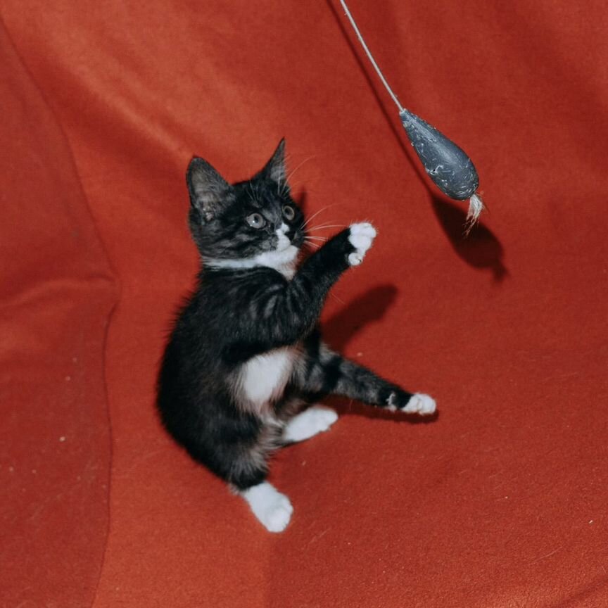 Котенок сладкий носик. В дар