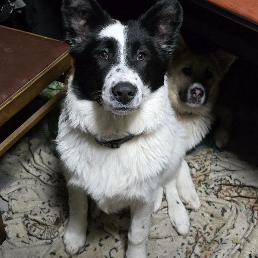 Щенки в добрые руки