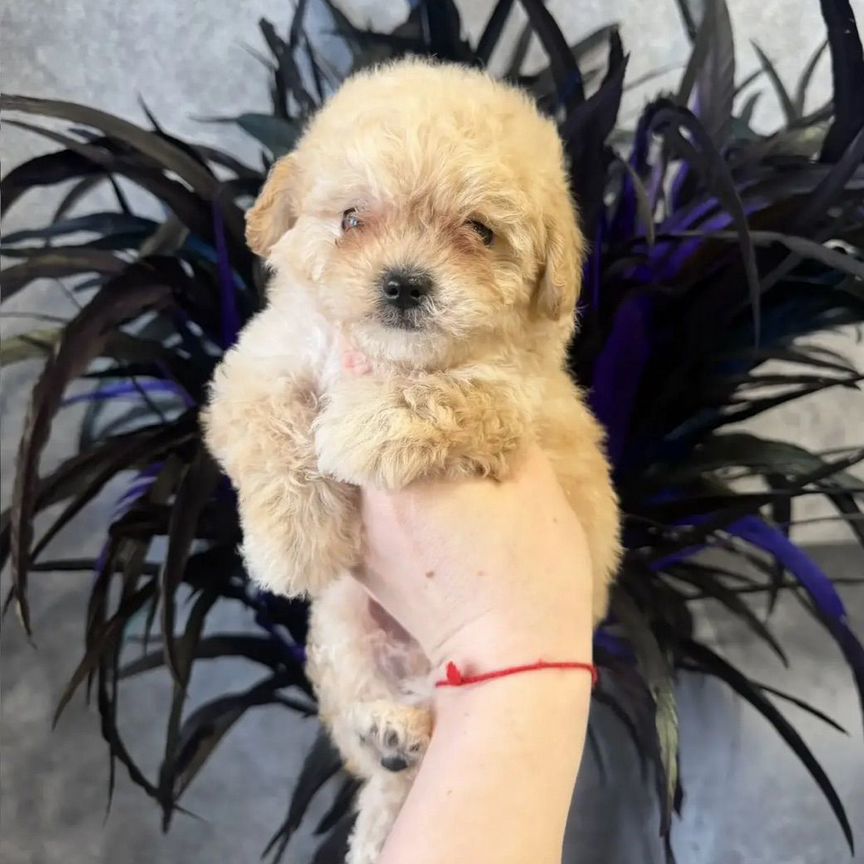 Мальтипу, щенок