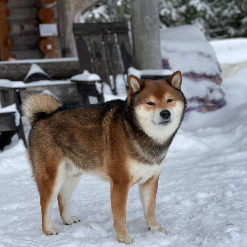 Сиба Ину