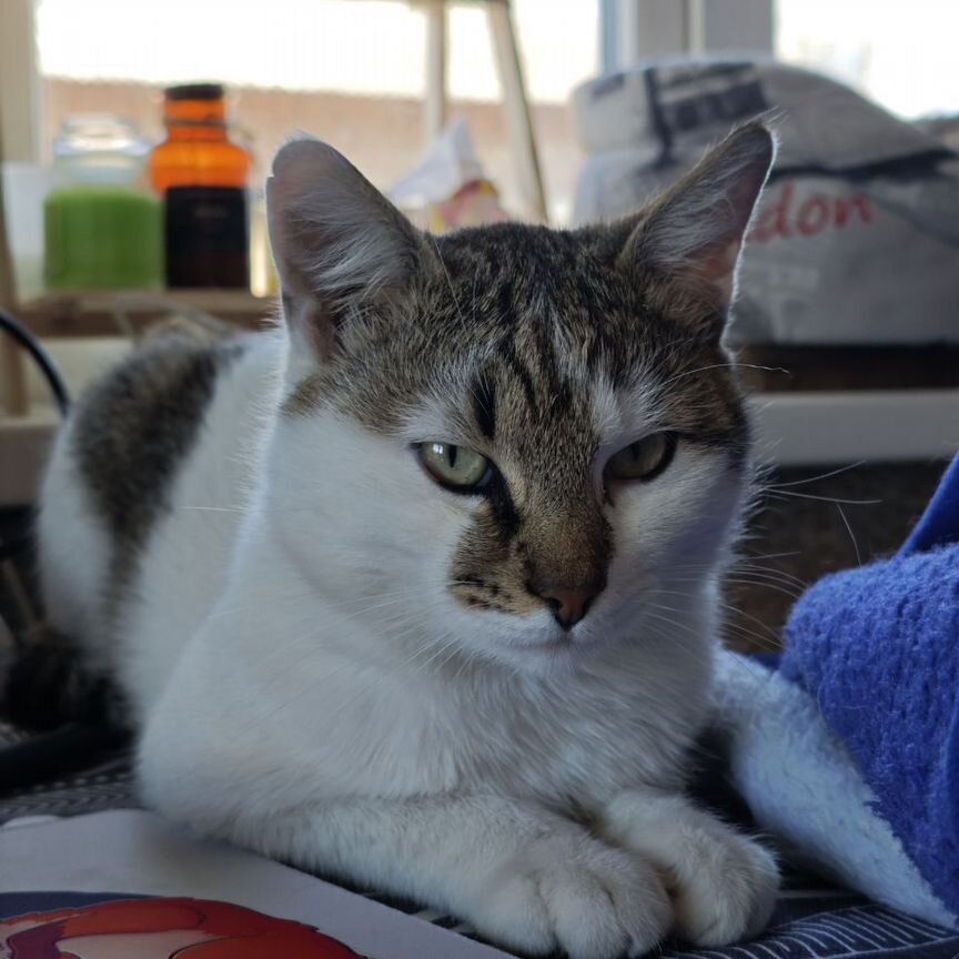 Кот в добрые руки бесплатно