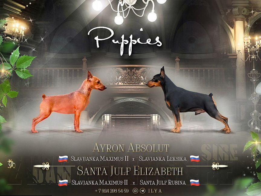 Щенки цвергпинчера