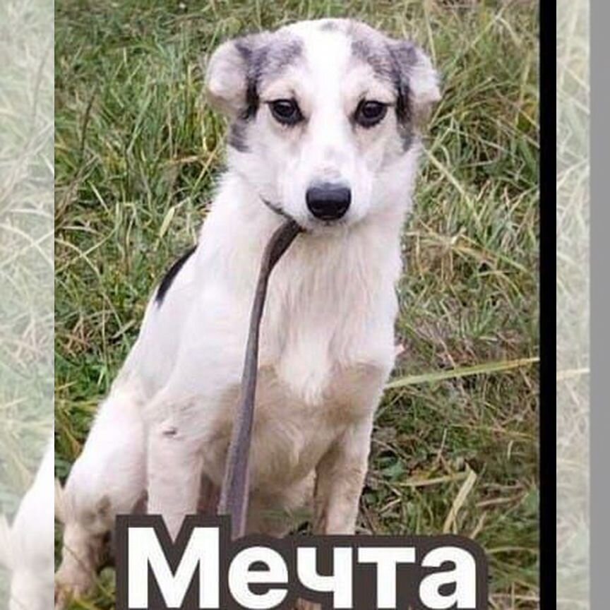 Щенок девочка в добрые руки