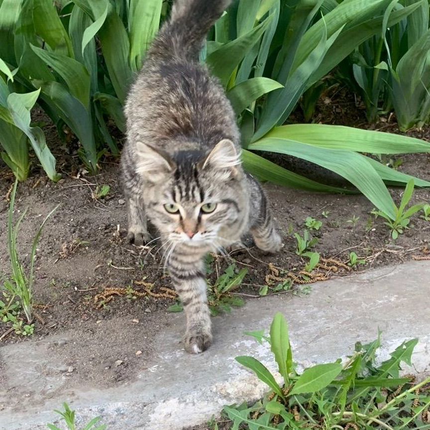 Кошка