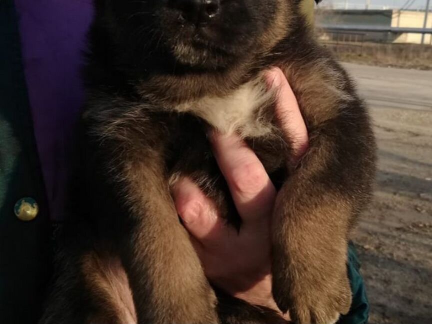 Щеночек,мальчик 1 мес