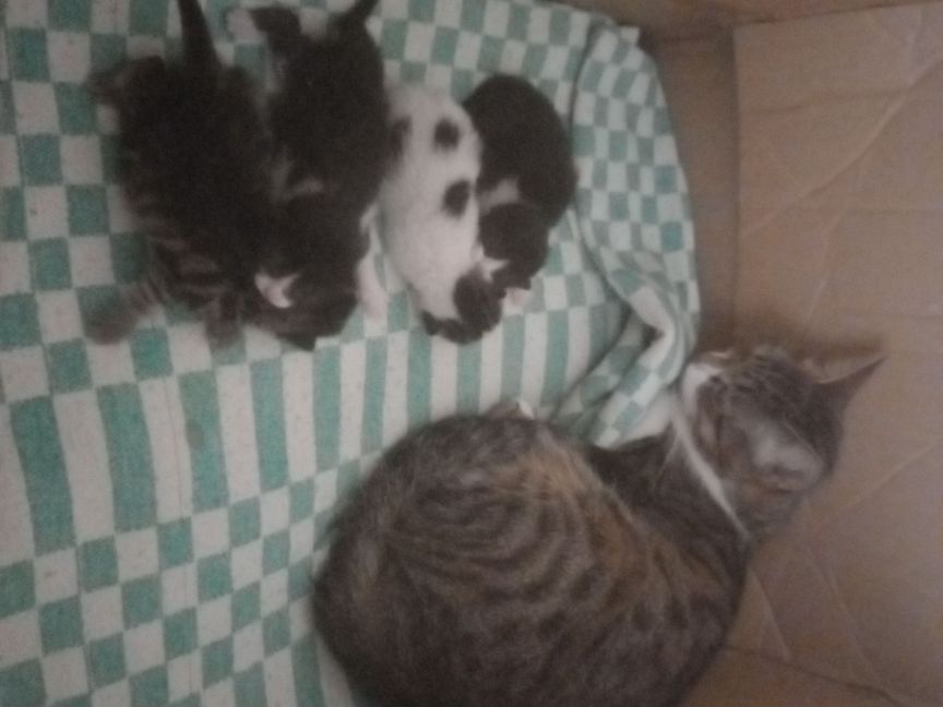 Домашние животные котята