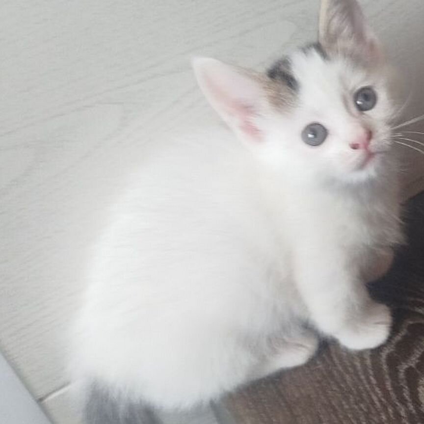 Котята