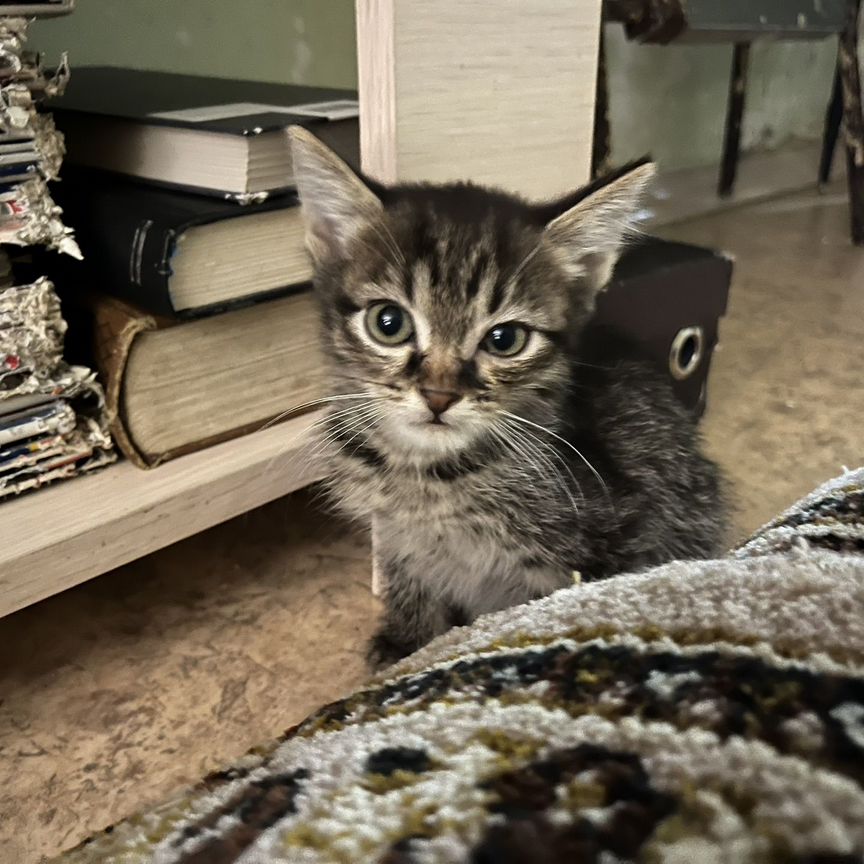 Отдам котят в добрые руки