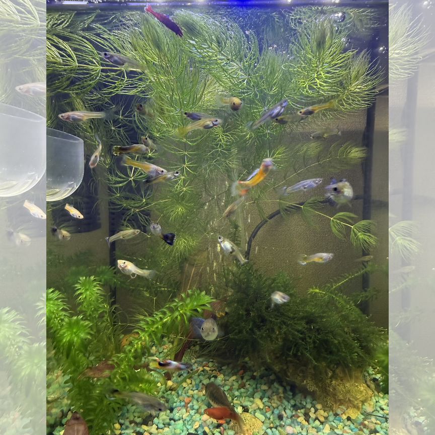 Рыбки гуппи