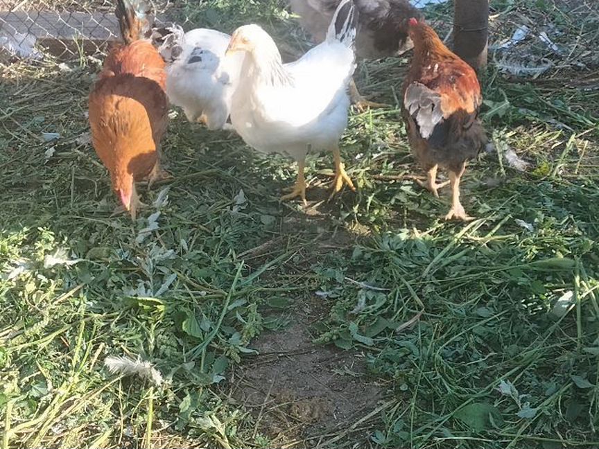 Цыплята домашние