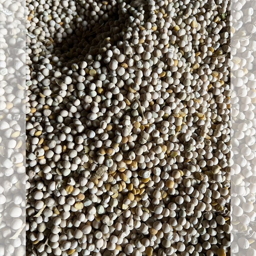 Горох кормовой