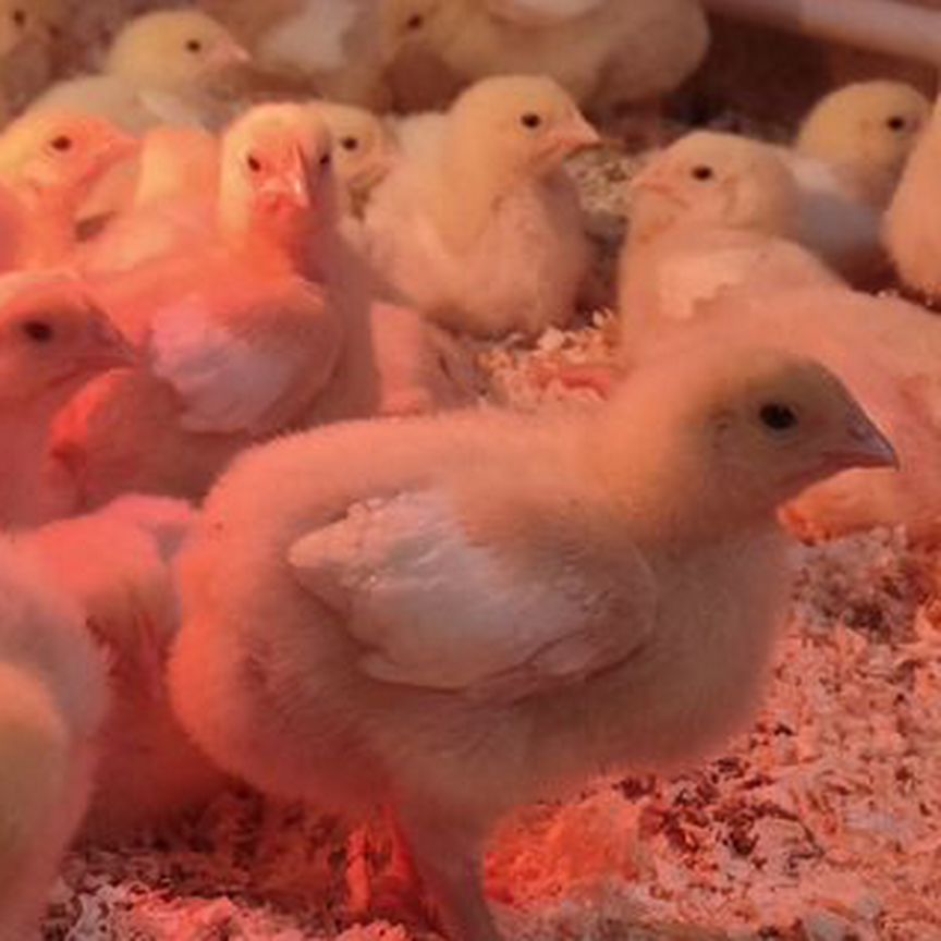 Цыплята бройлеры кобб 500