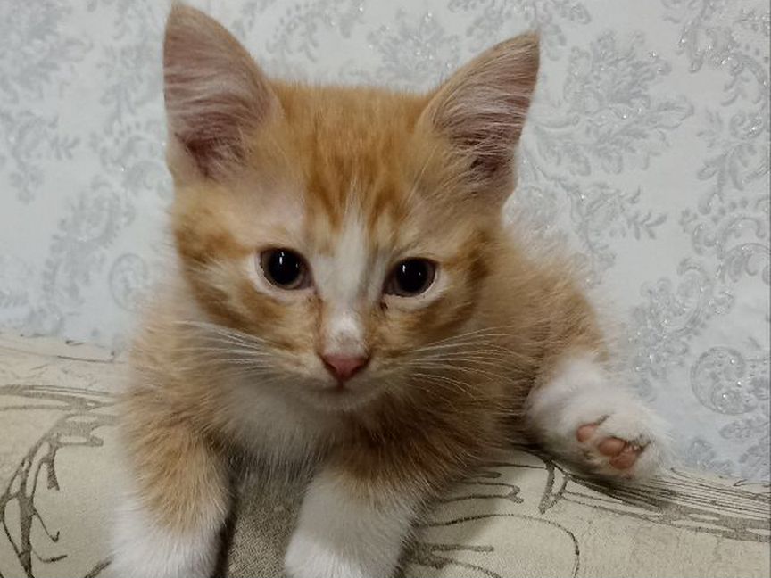 Рыжий котенок в добрые руки