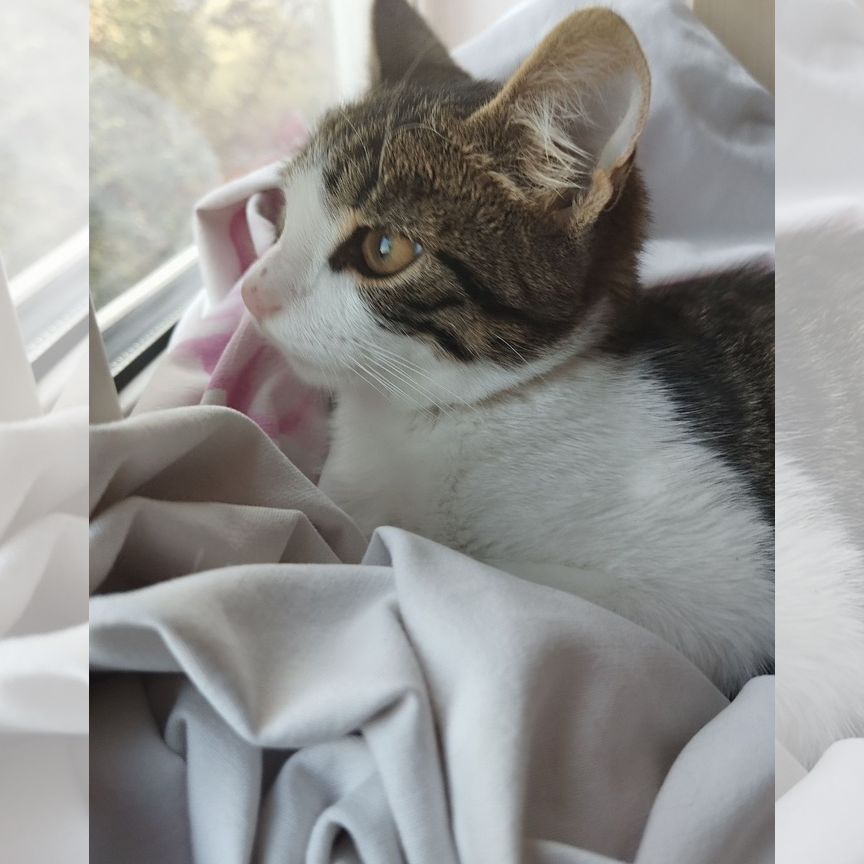 Котёнок мальчик