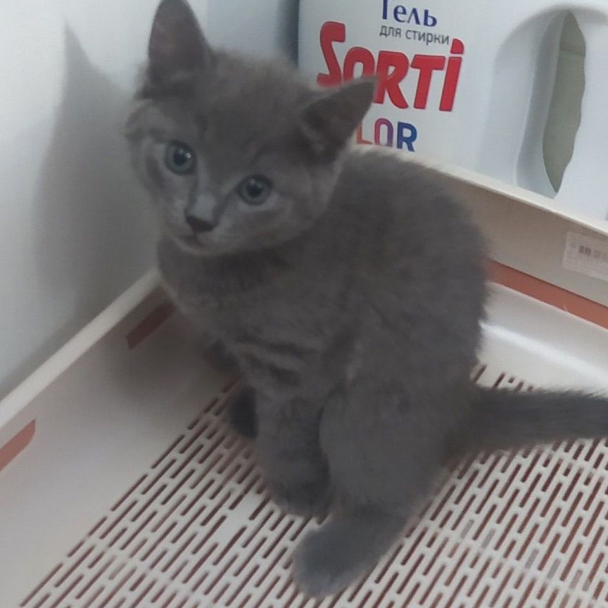 Котенок кошечка