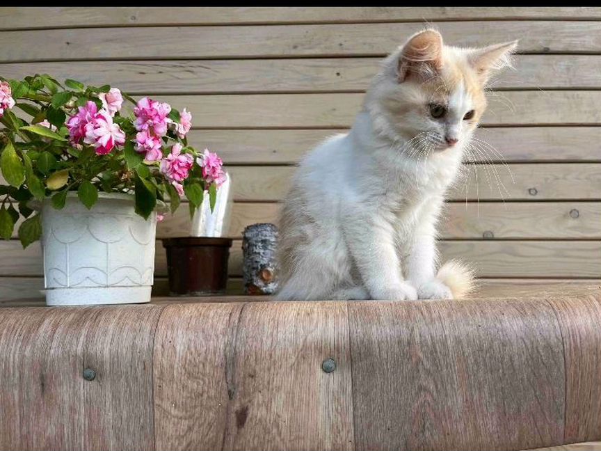 Котик в добрые руки