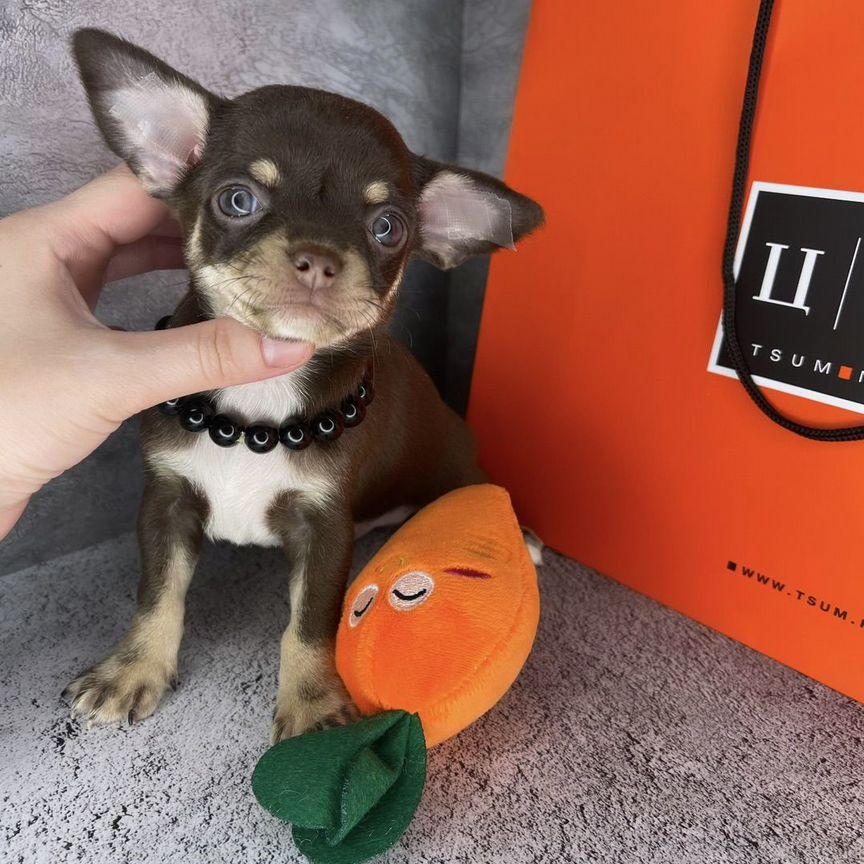 Шоколадный мини малыш