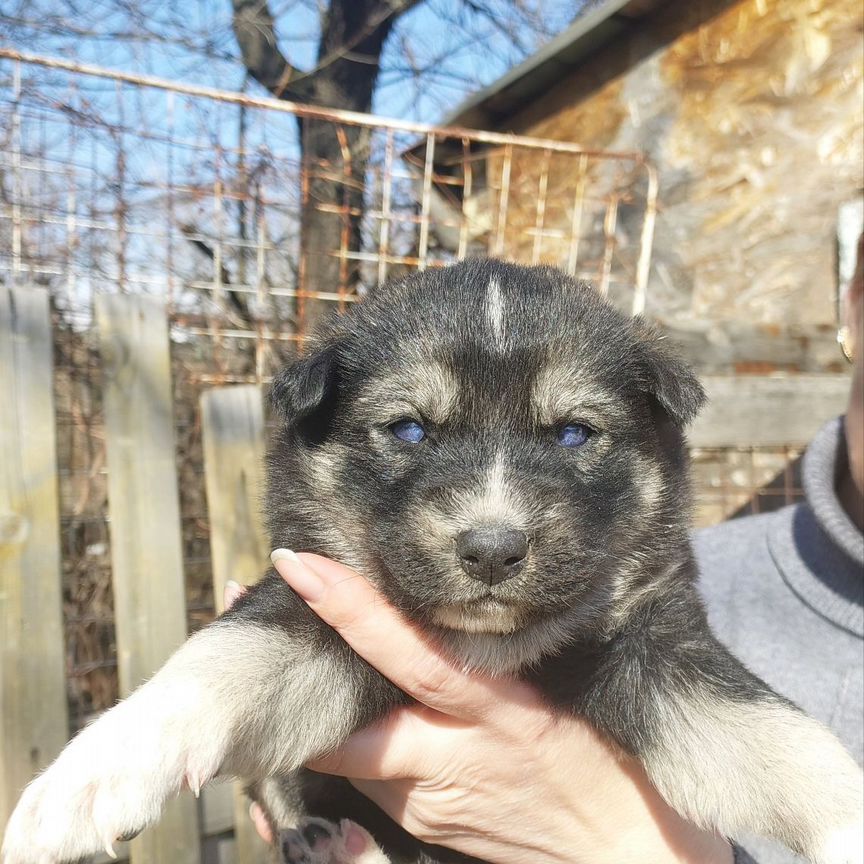 Отдам в добрые руки кутенка девочку