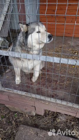 Найдена собака хаска